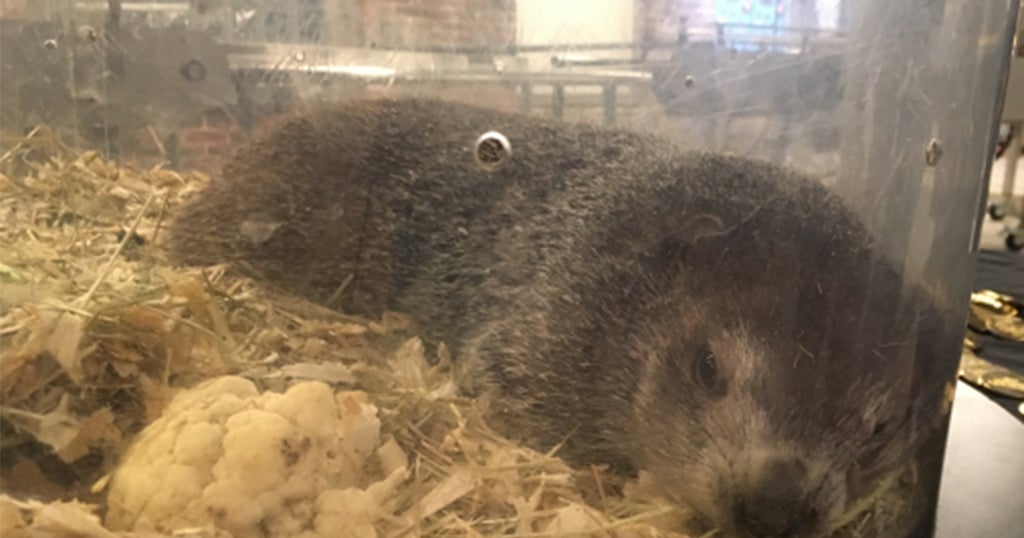 Punxsutawney Phil Visits Pittsburgh, But Making Predictions Not On ...
