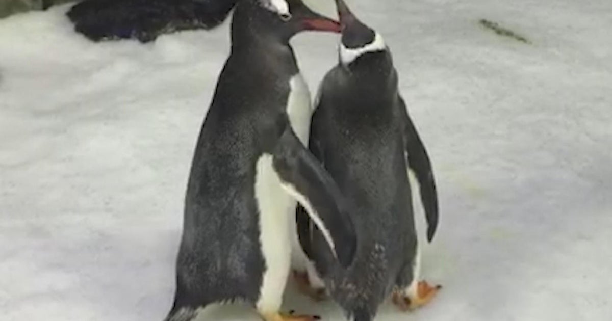 Same-sex penguins raise a baby chick - CBS News