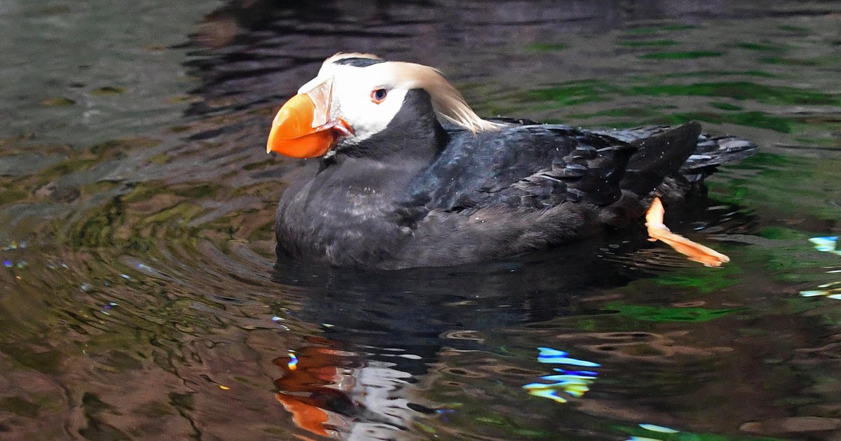Tufted Puffins: Thousands of puffins have died and scientists see link ...