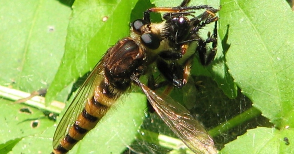 Giant 'Bee Panther' Insect Snacks On Wasps And Bees - CBS Los Angeles