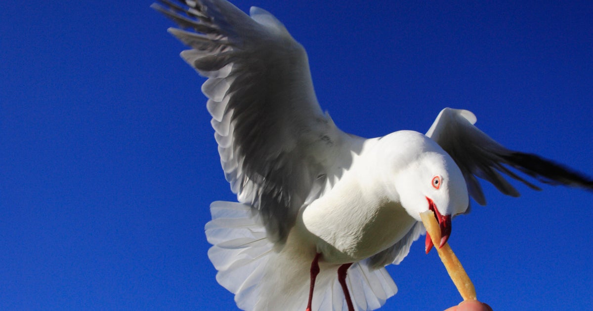 Seagull stealing food: Want seagulls to stop stealing your food? Try ...