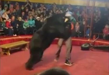 Bear attack in Russia on circus trainer caught on video showing no ...