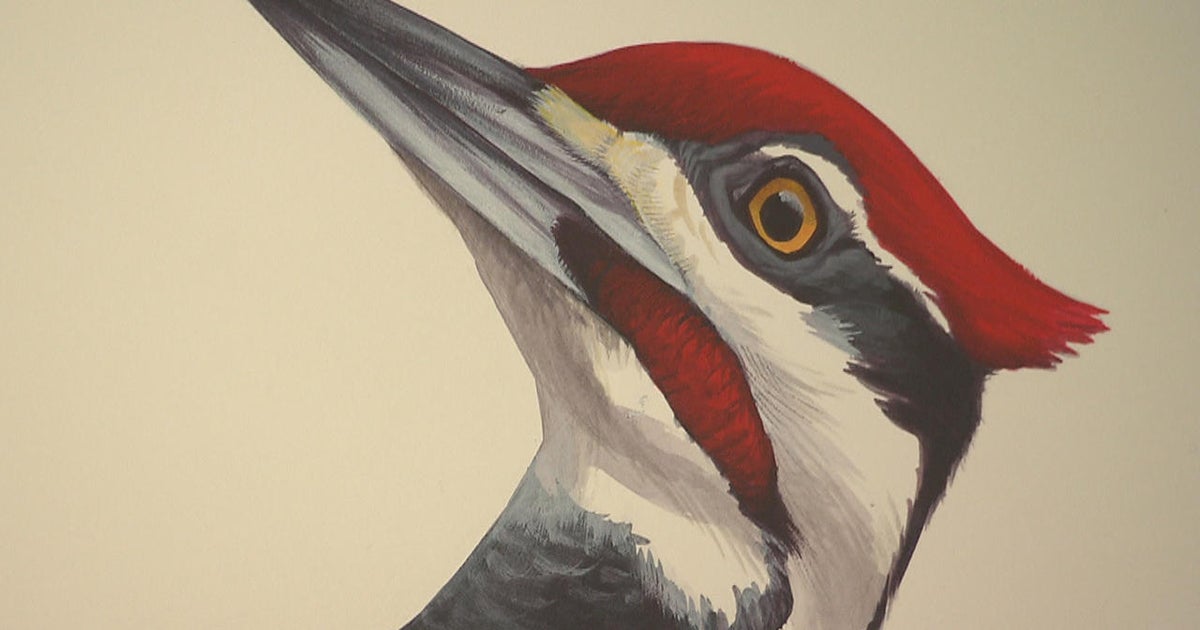 Illustrator David Sibley's bestselling field guides for birdwatchers ...