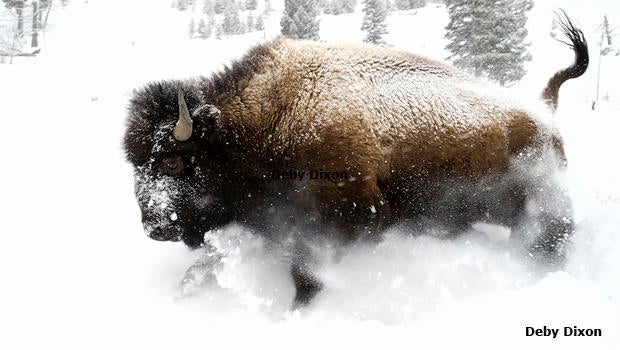 Nature up close: With many of their natural predators extinct, the ...