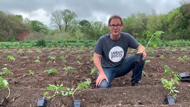 An urban farm's quest to survive and thrive - CBS News