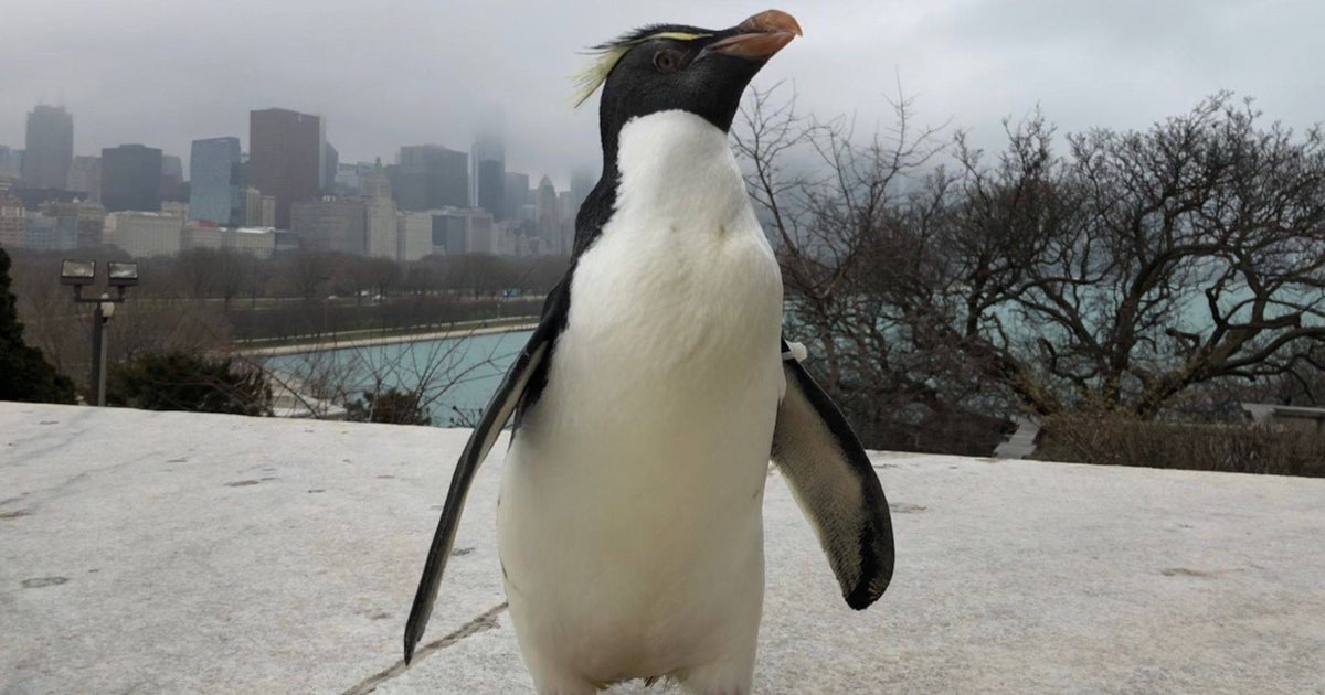 Penguins Practice Social Distancing At Chicago's Shedd Aquarium - CBS ...