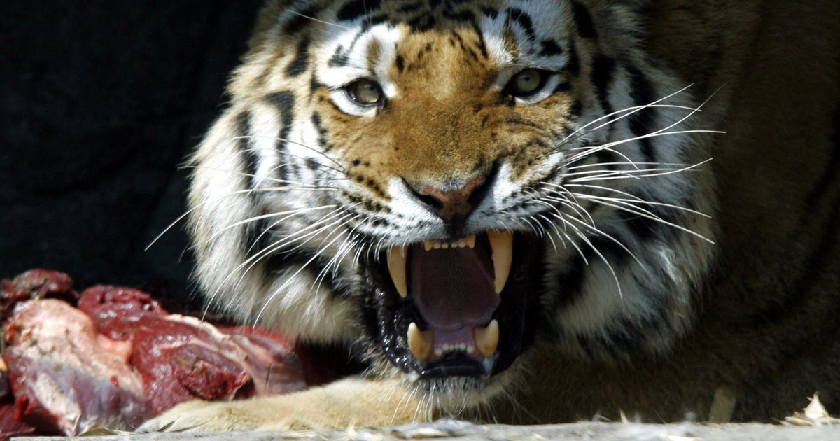Siberian tiger kills zookeeper in front of visitors - CBS News
