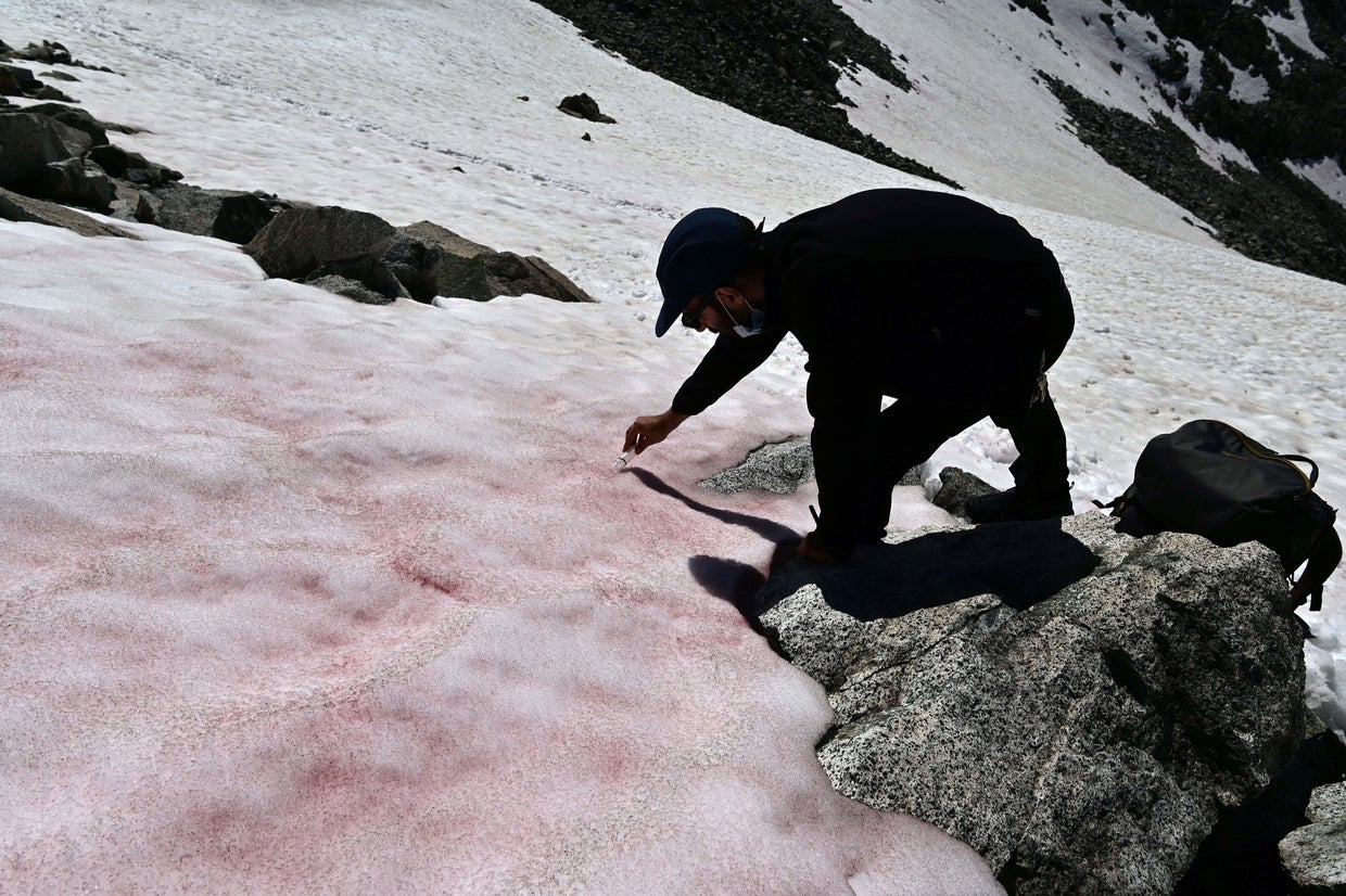 Mysterious pink "watermelon snow" has been appearing in the Italian ...
