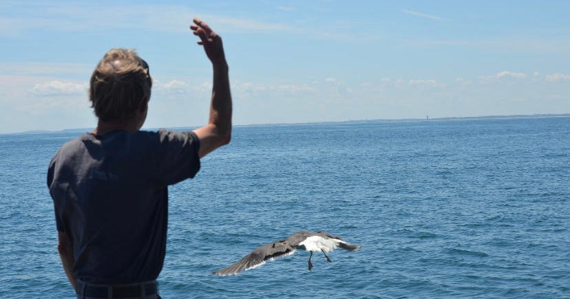 Captain forms bond with seagull he saved while out at sea - CBS News