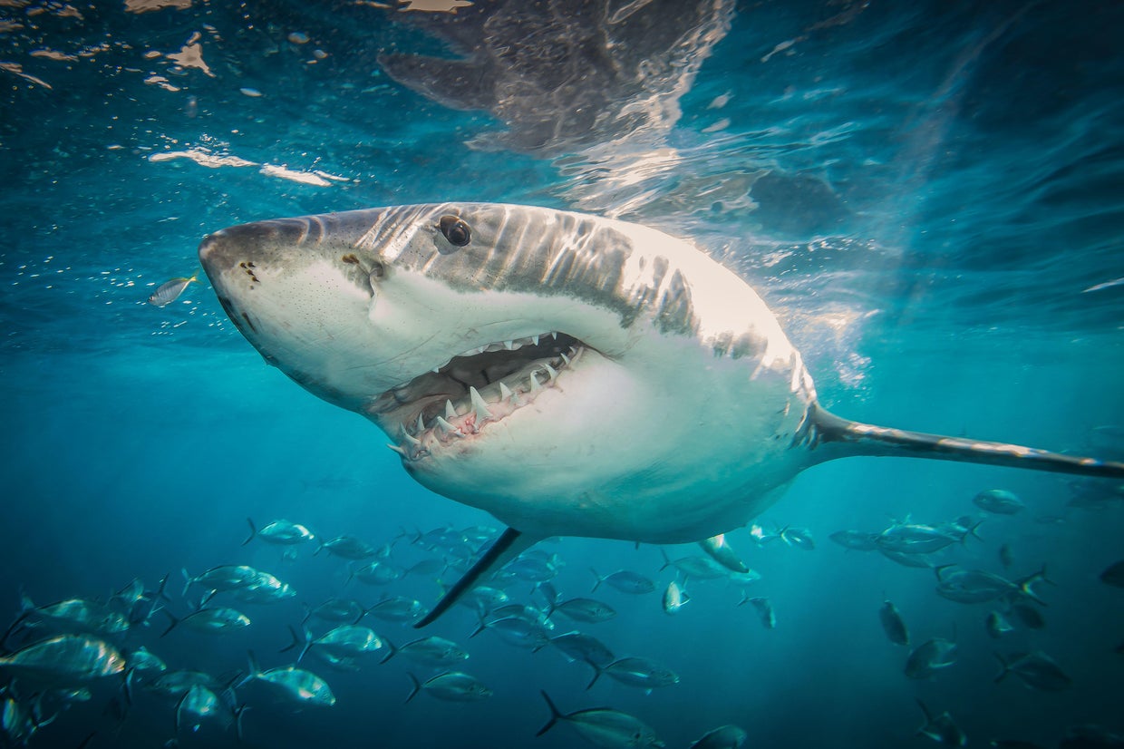 The most endangered species on Earth