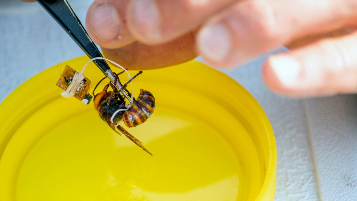 "Murder hornets" in America: What you need to know