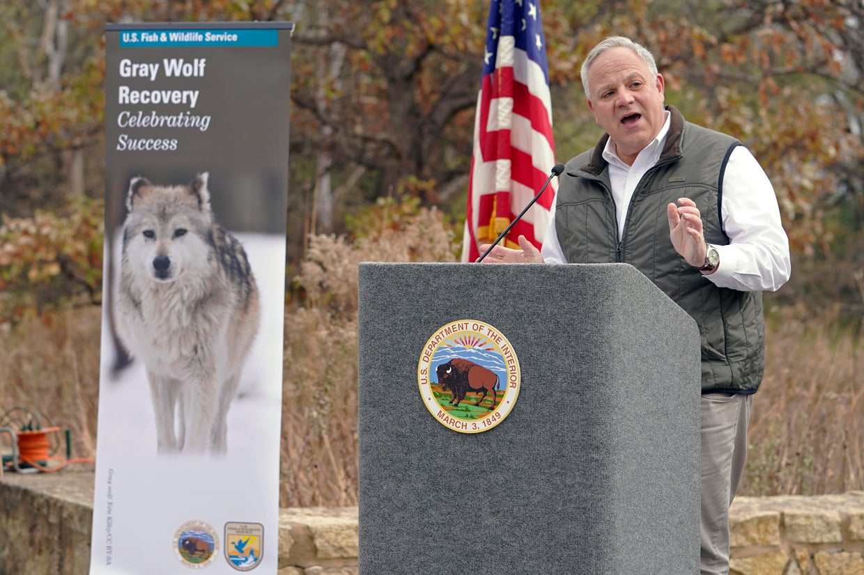 Trump administration ends endangered species protections for wolves as ...