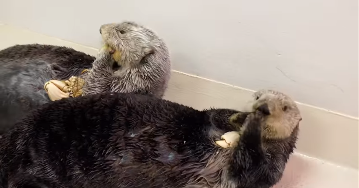 Shedd Aquarium Animals Chow Down On Seafood For Thanksgiving - CBS Chicago