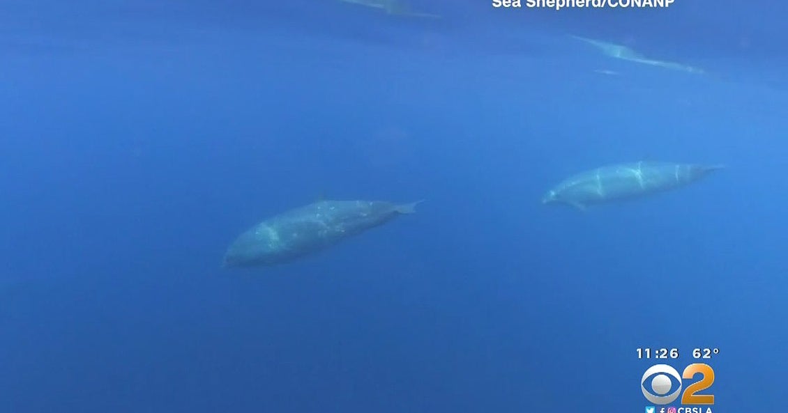 Scientists Believe They Have Discovered A New Whale Species Off Baja ...