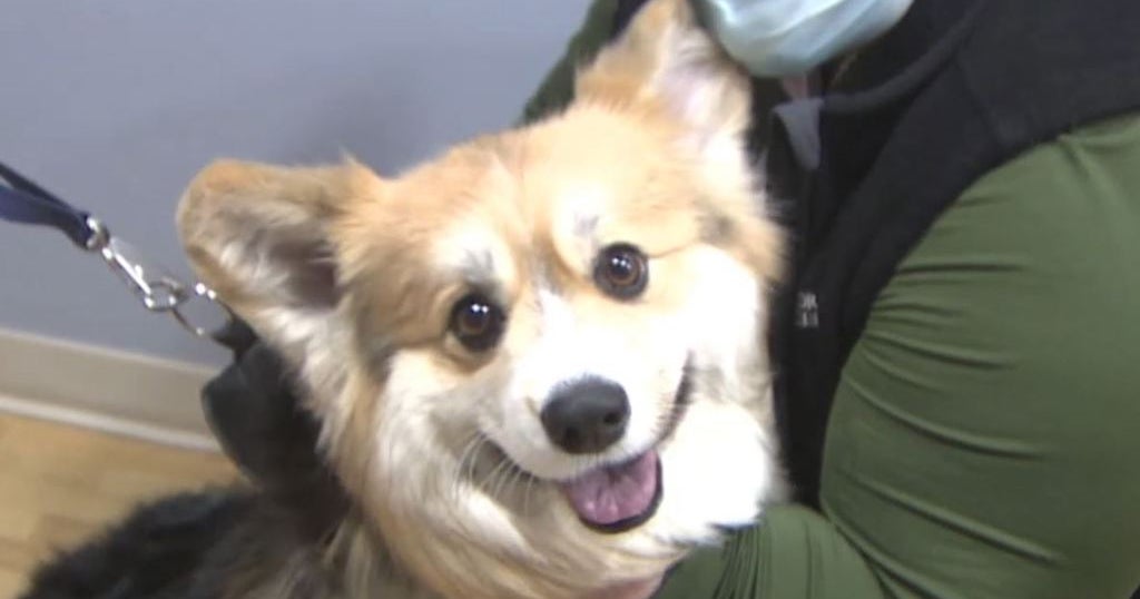 Meet Charlotte The Corgi, Salem Hospital's New Therapy Dog - CBS Boston