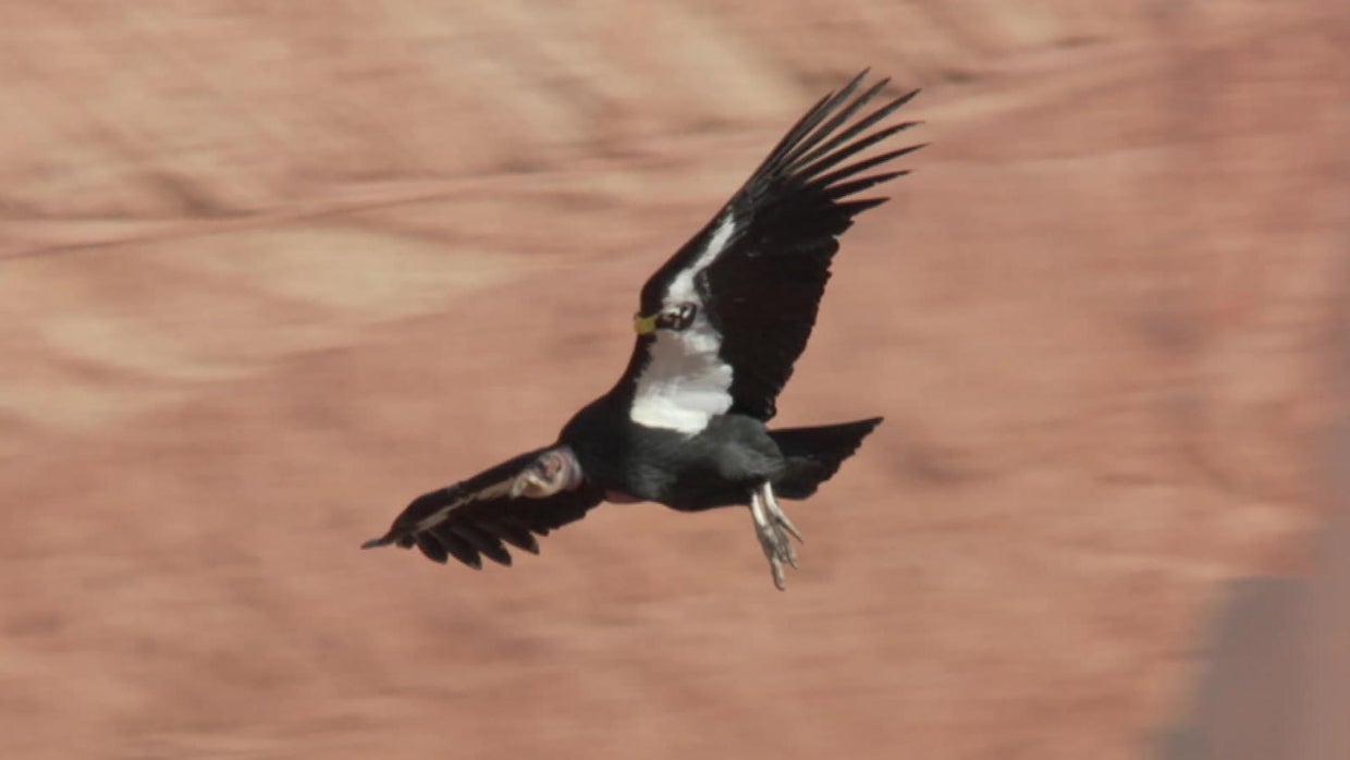 How hunters can aid the California condor's comeback - CBS News