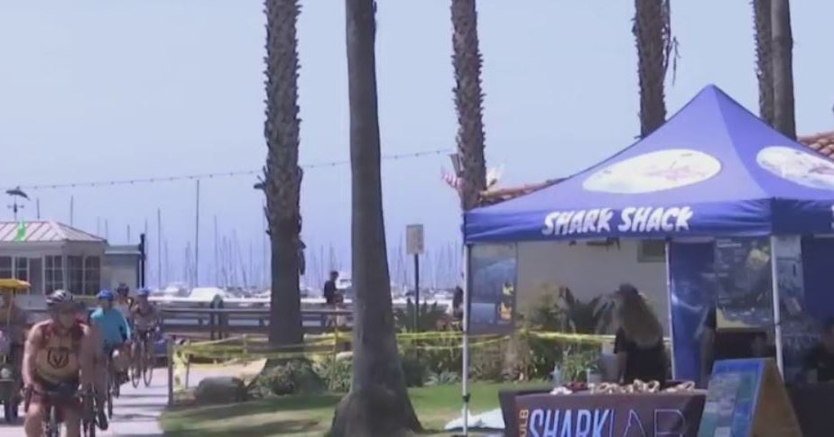 Cal State Long Beach Researchers Working To Educate Public On Sharks ...