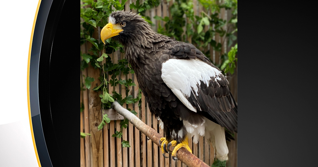 Aviary Executive Director Says Bringing Kody Home Was A 'Tremendous ...