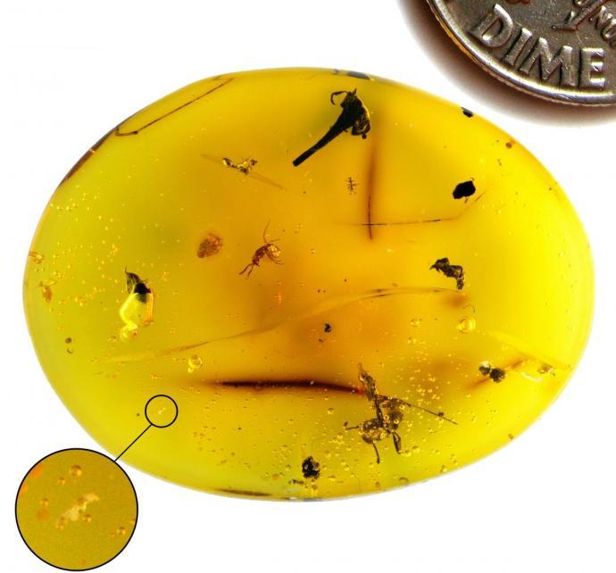 Scientists discover "once-in-a-generation" fossilized water bear in 16 ...