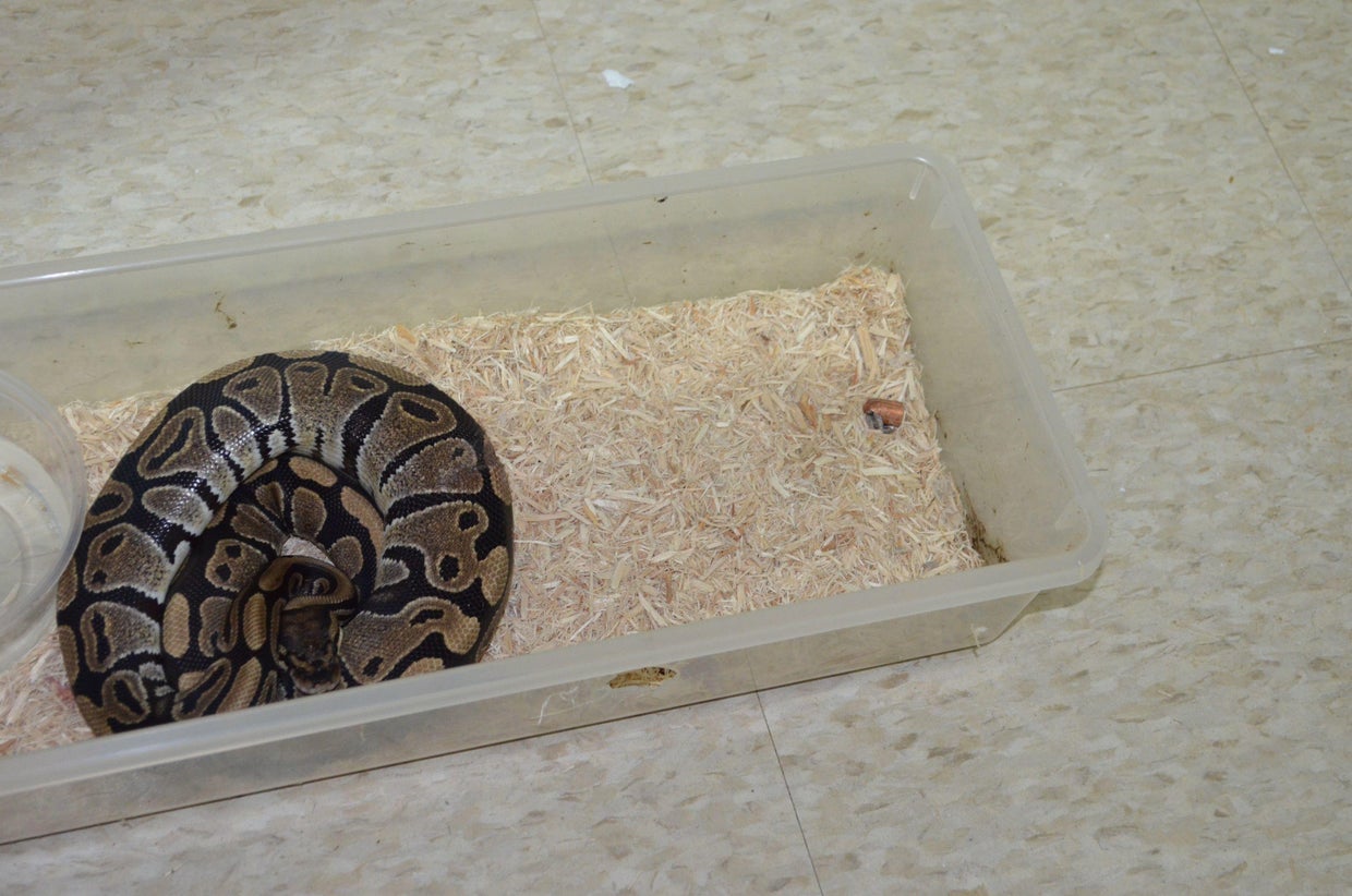 Ben Renick case: A look at the murder of the world-renowned snake ...